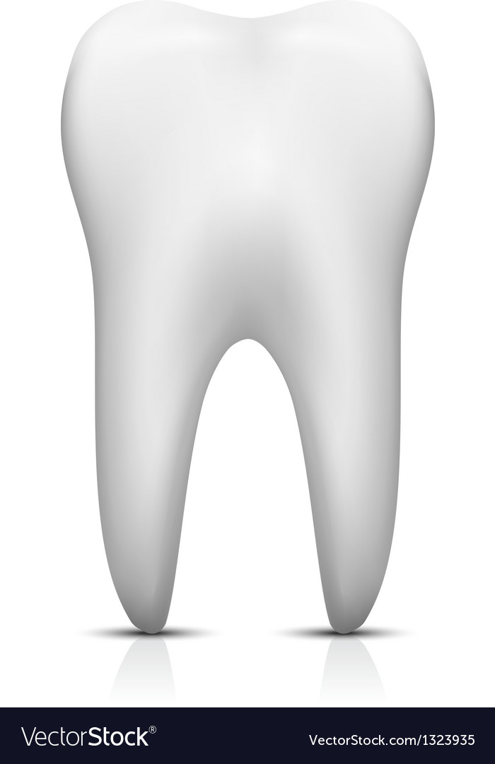 Tooth Royalty Free Vector Image - VectorStock