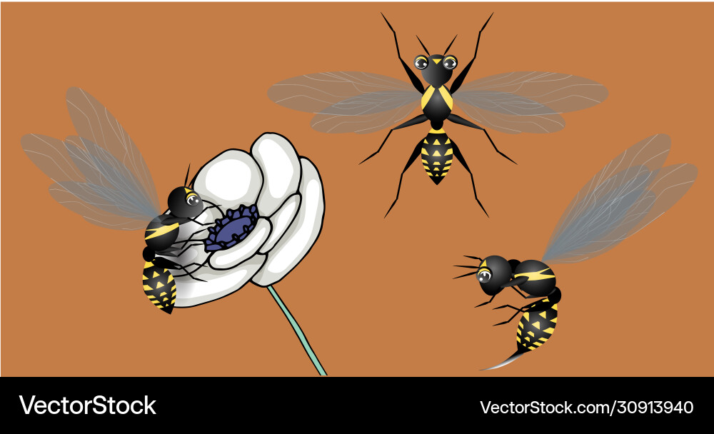 Wasp insect color drawing Royalty Free Vector Image