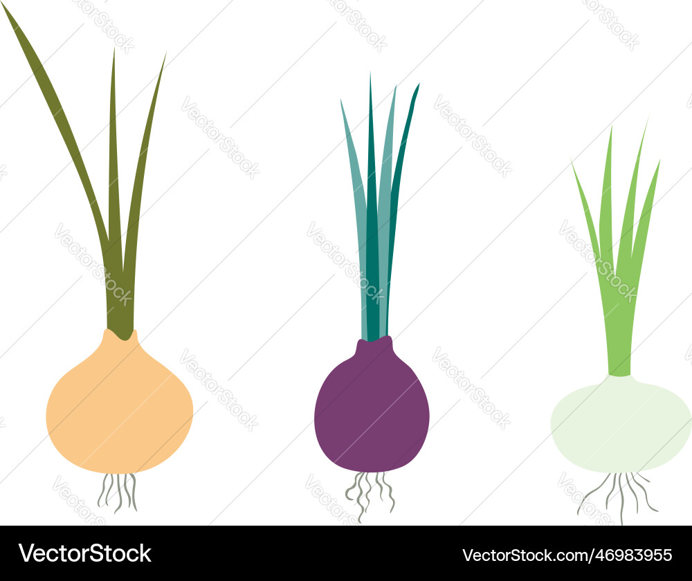 Multi-color onions hand drawn Royalty Free Vector Image
