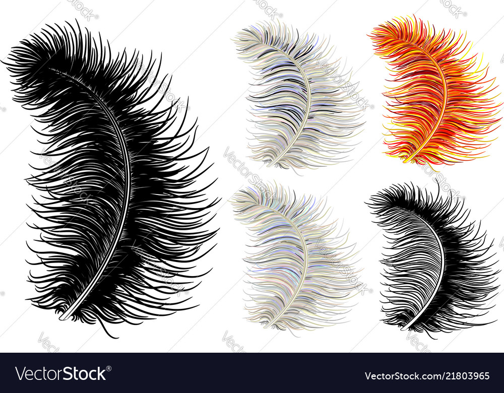 Feather down fluffy Royalty Free Vector Image - VectorStock