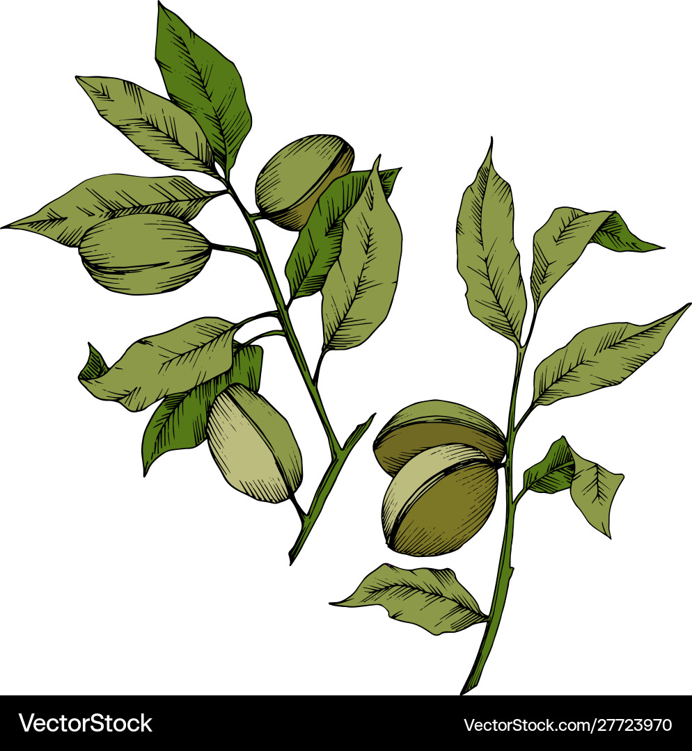 Green almond in a style isolated Royalty Free Vector Image