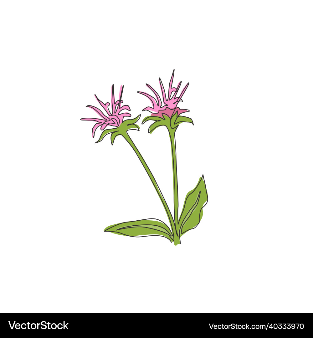 One continuous line drawing beauty fresh bergamot Vector Image