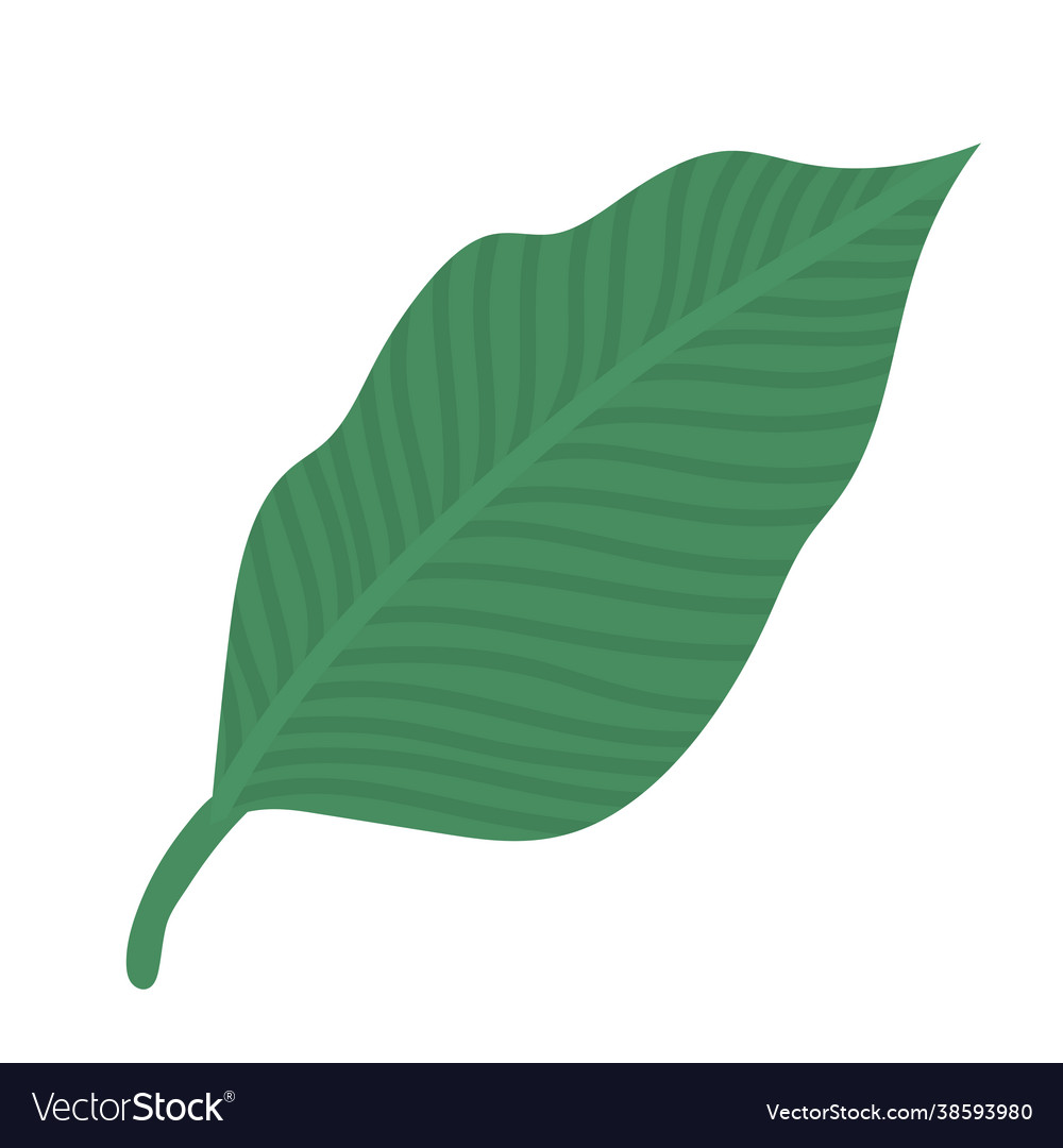 Lanceolate leaf design Royalty Free Vector Image