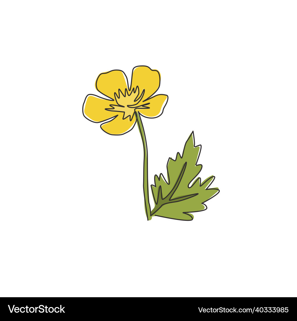 Single one line drawing beauty fresh buttercup Vector Image