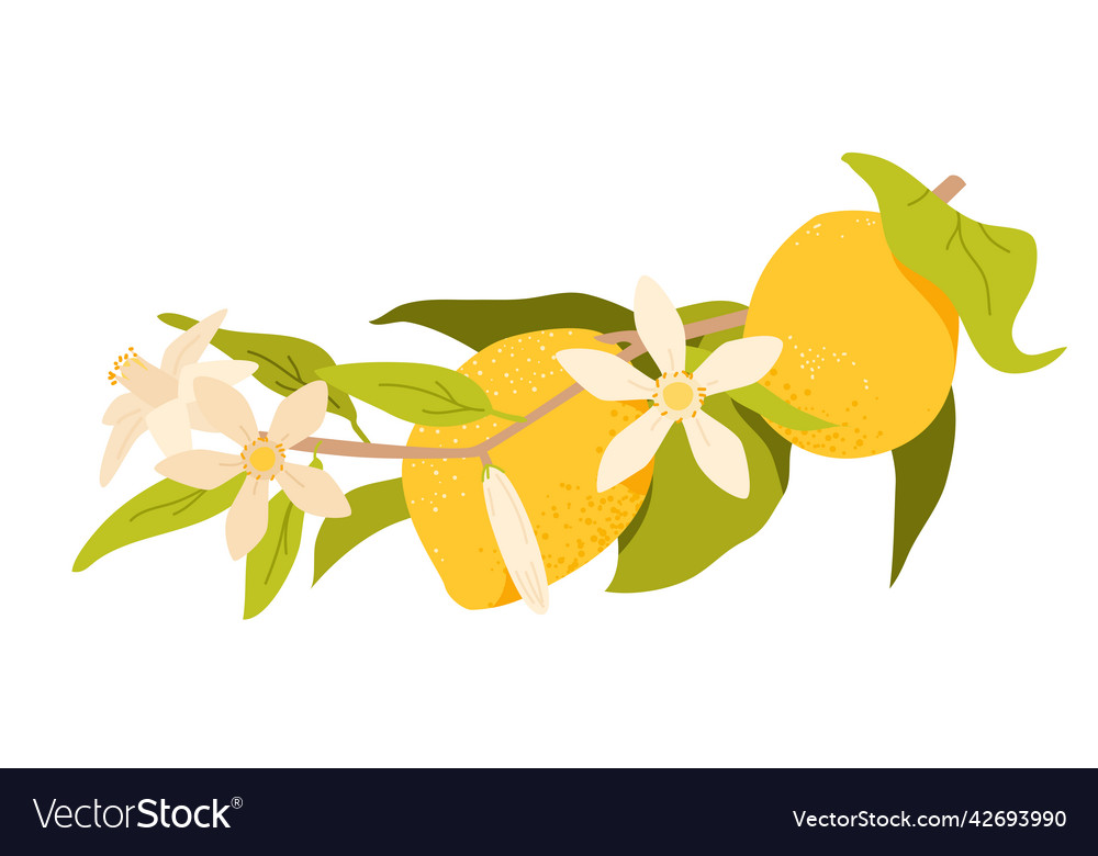 Lemon tree branch with flowers Royalty Free Vector Image