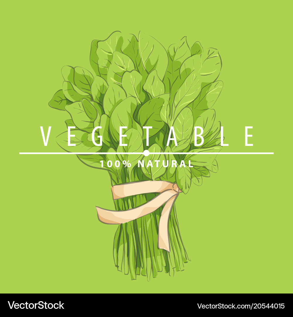 Bunch of spinach Royalty Free Vector Image - VectorStock