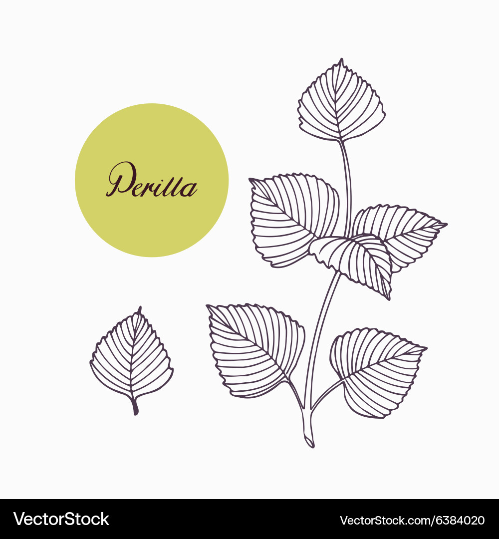 Hand drawn perilla herb branch with leaves Vector Image