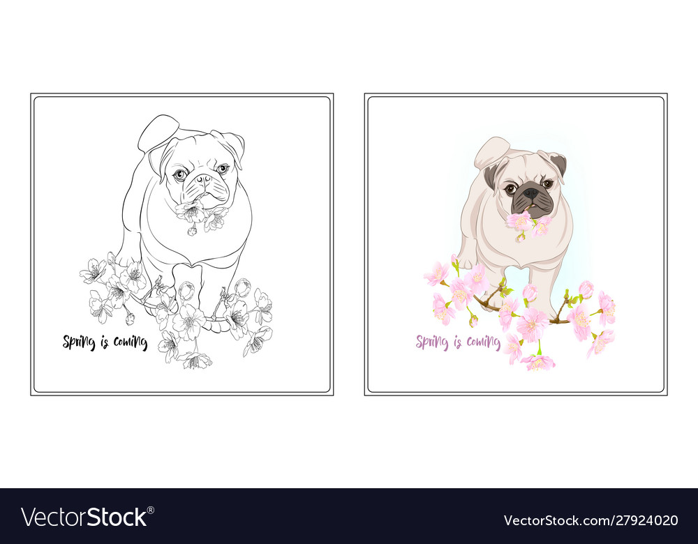 Pug dogs with blooming sakura spring flowers Vector Image
