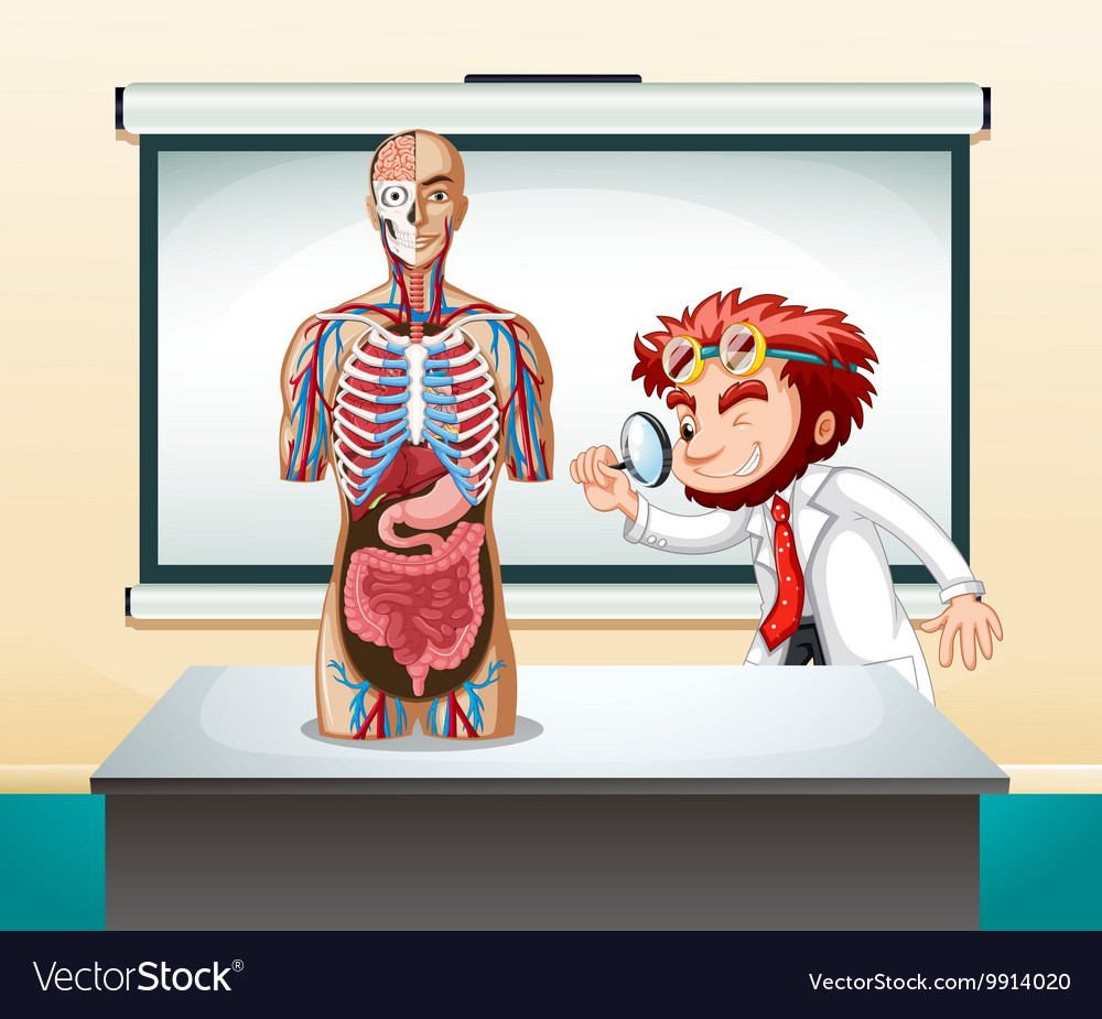 Scientist and human anatomy model Royalty Free Vector Image
