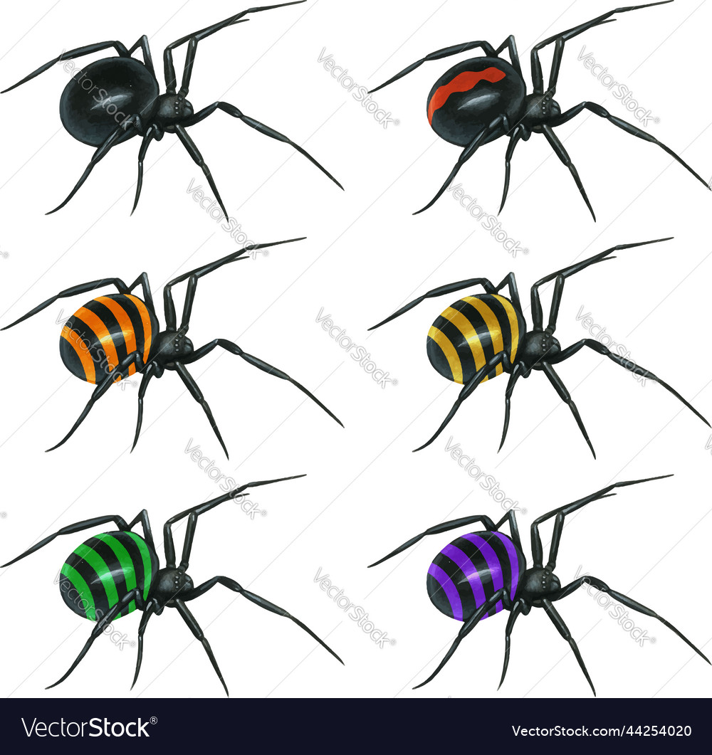 Watercolor hand drawn realistic venomous spider Vector Image Watercolor hand drawn realistic venomous spider Vector Image
