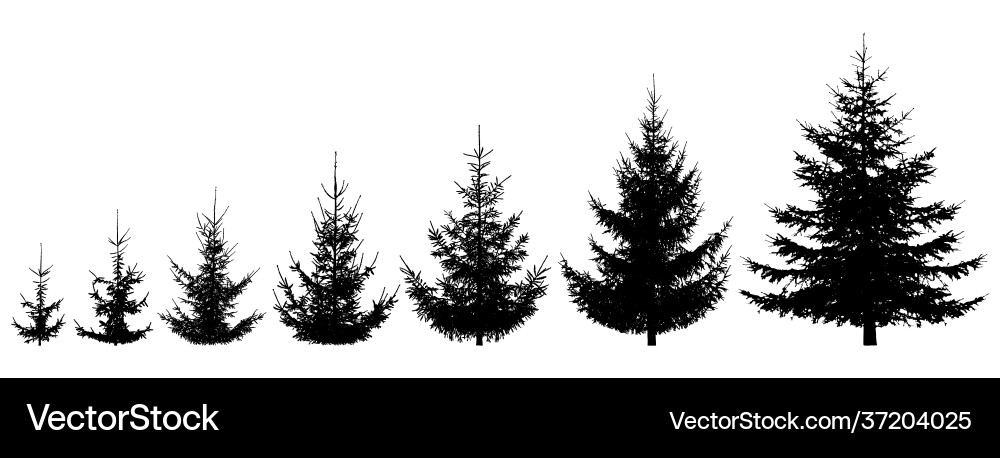 Growth spruce tree life process growing fir Vector Image