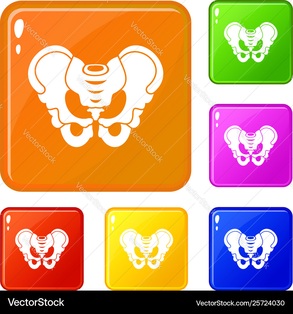 Pelvis icons set color Royalty Free Vector Image