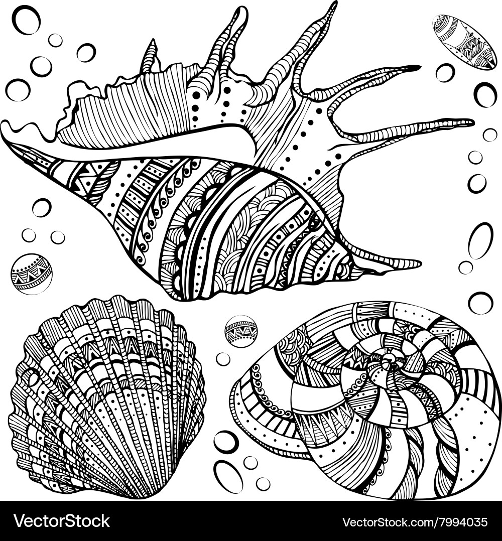 Set decorative seashells isolated on white fond Vector Image