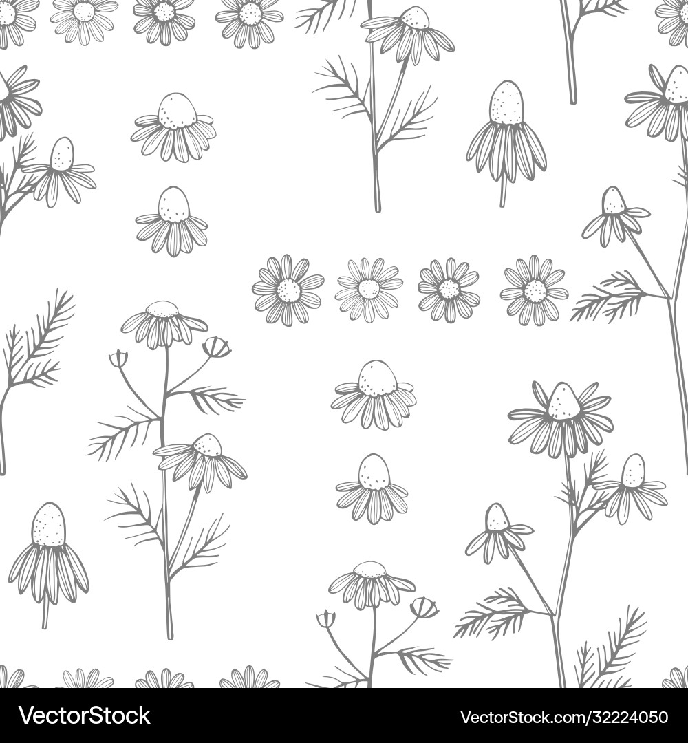 Hand drawn chamomile flowers on white background Vector Image