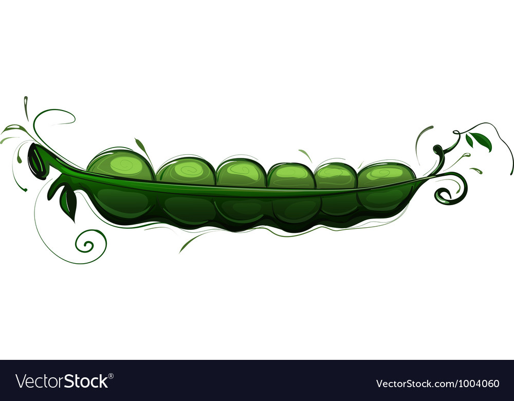 Pea pod Royalty Free Vector Image - VectorStock