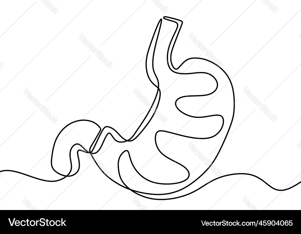 One single line art anatomical human stomach Vector Image