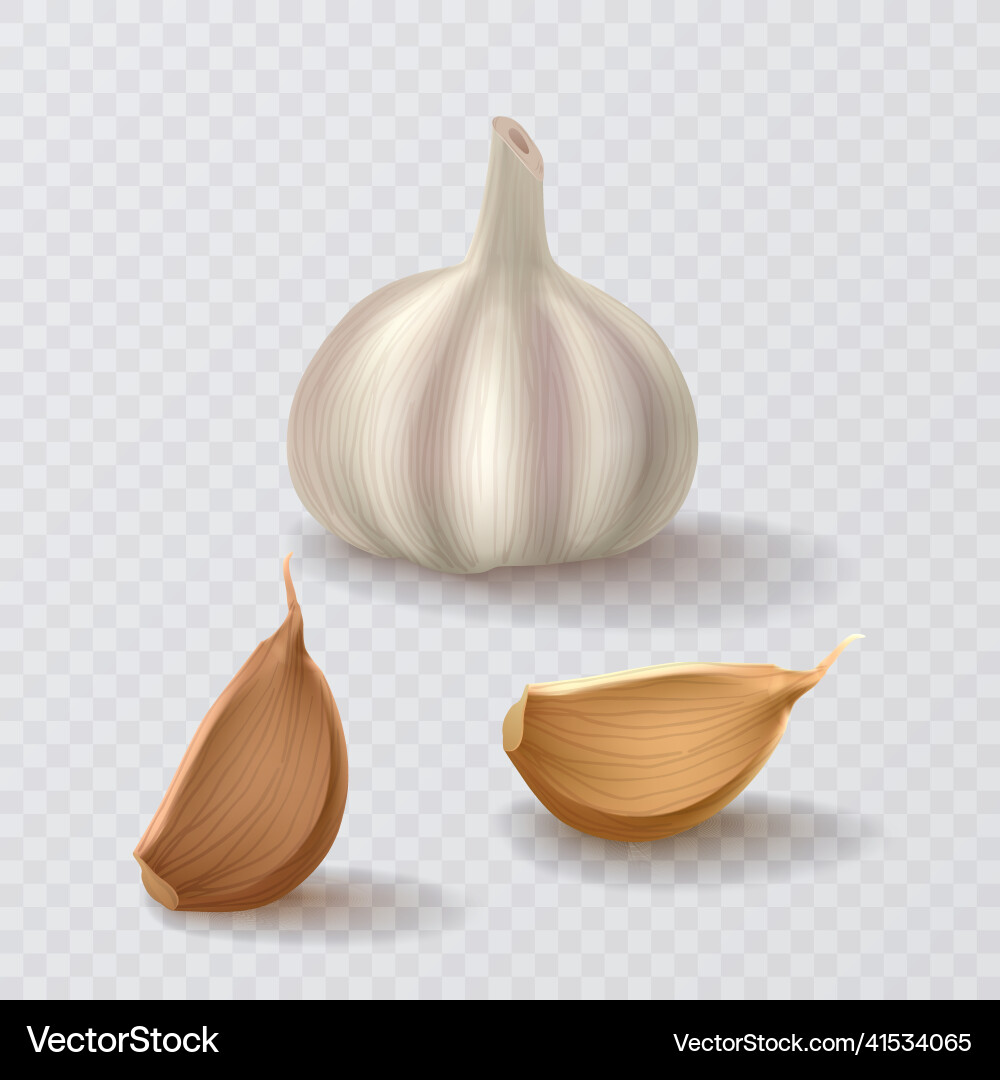 Photo realistic garlic isolated on white Vector Image