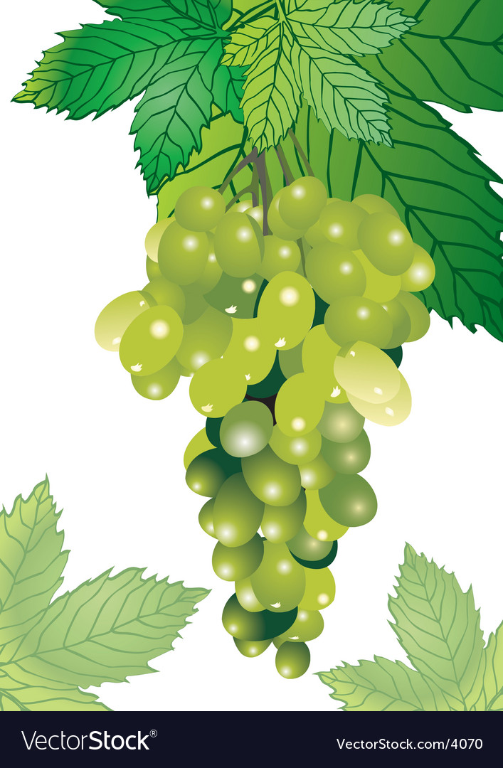 Vineyard Royalty Free Vector Image - VectorStock