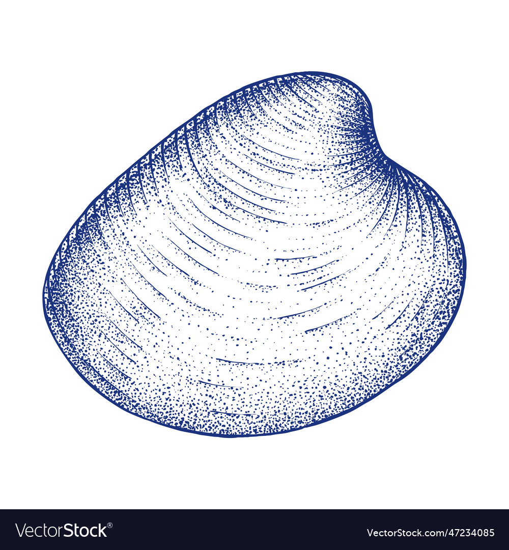 Shell hand drawn Royalty Free Vector Image - VectorStock
