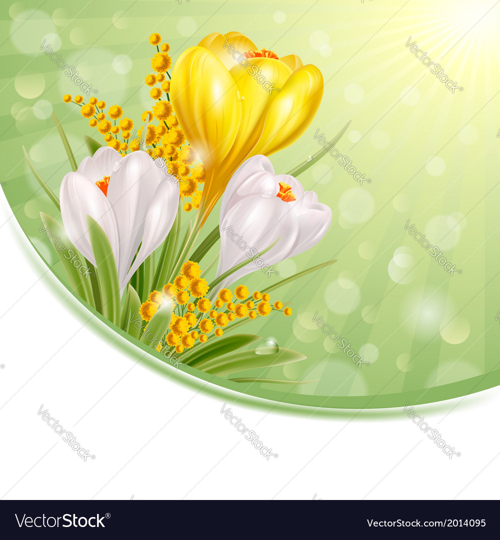 Crocus Royalty Free Vector Image - VectorStock