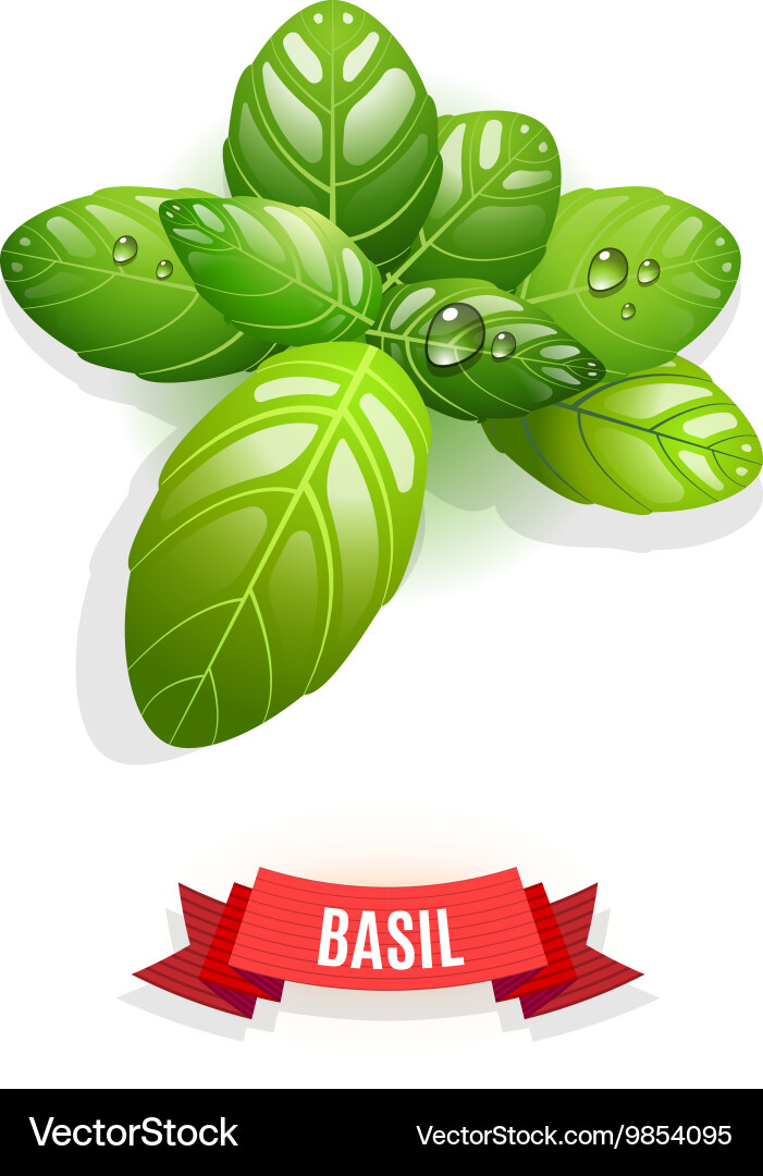 Leaves genovese basil thai basil lemon basil Vector Image