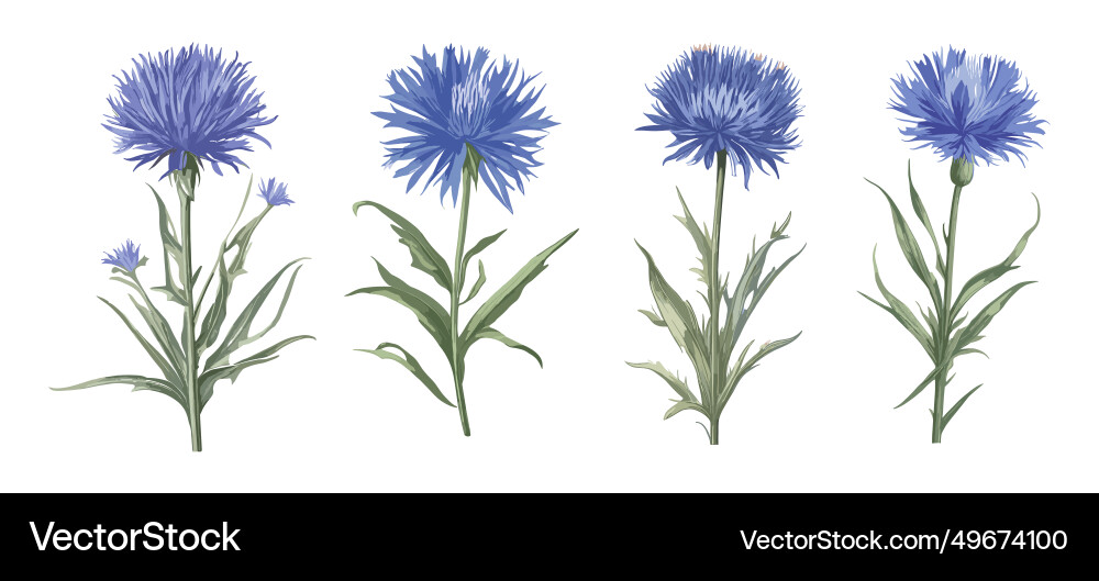 Set of cornflowers isolated Royalty Free Vector Image