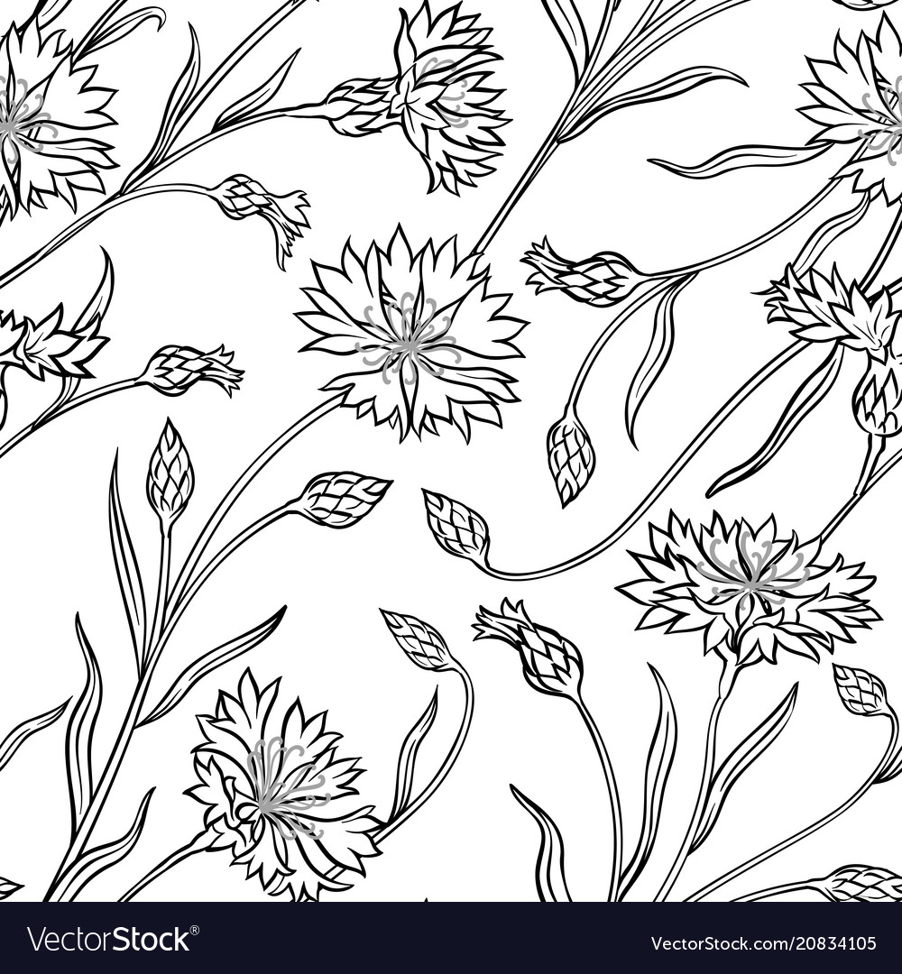 Cornflower seamless pattern Royalty Free Vector Image