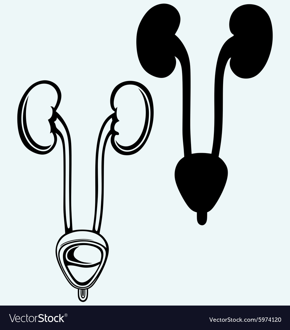 Cross section urinary bladder Royalty Free Vector Image