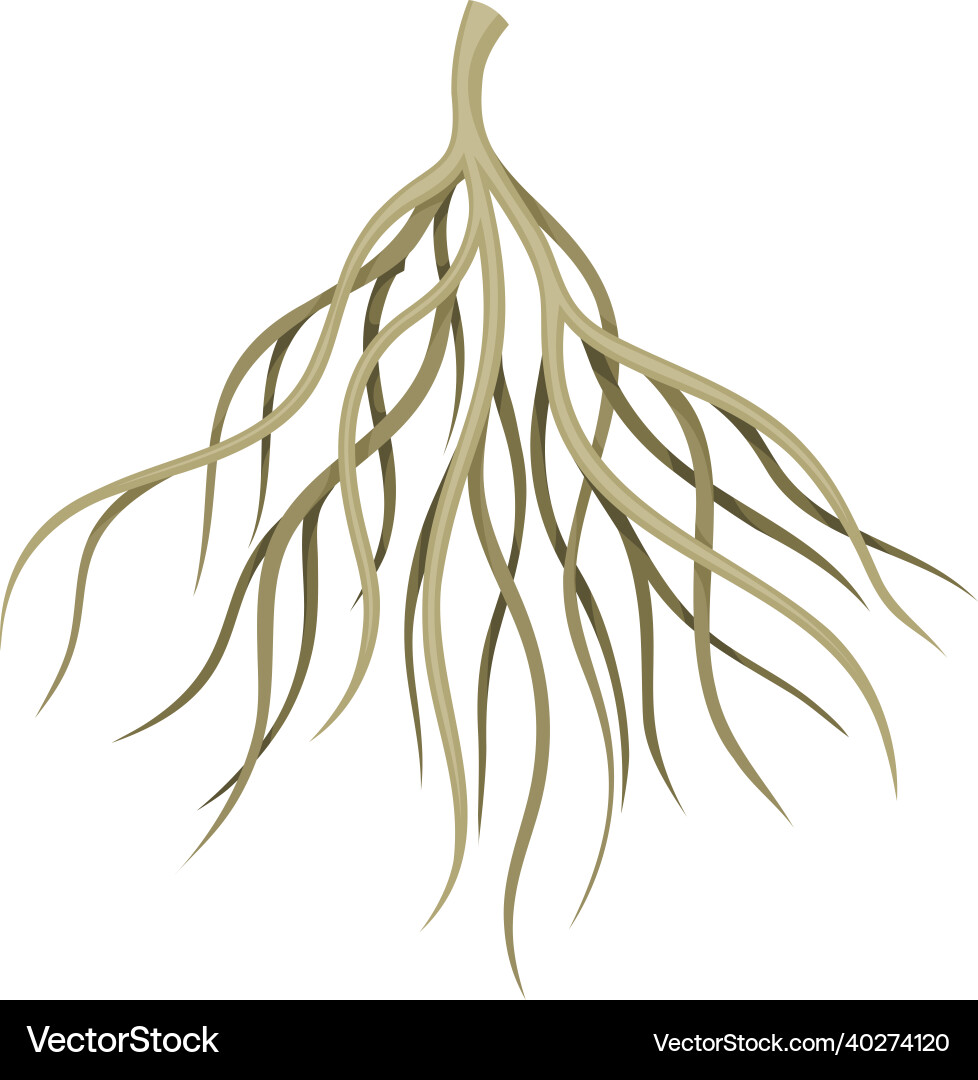 Root of tree bush or shrub rootstalk botany Vector Image