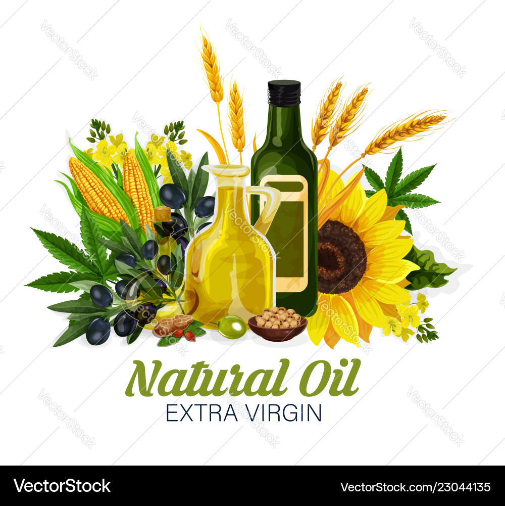 Vegetable and sunflower rapeseed olive oils Vector Image