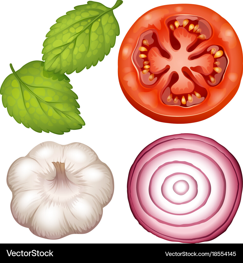 Four types of vegetables on white background Vector Image