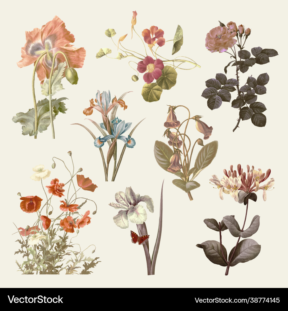 Vintage flower set remixed from public domain Vector Image