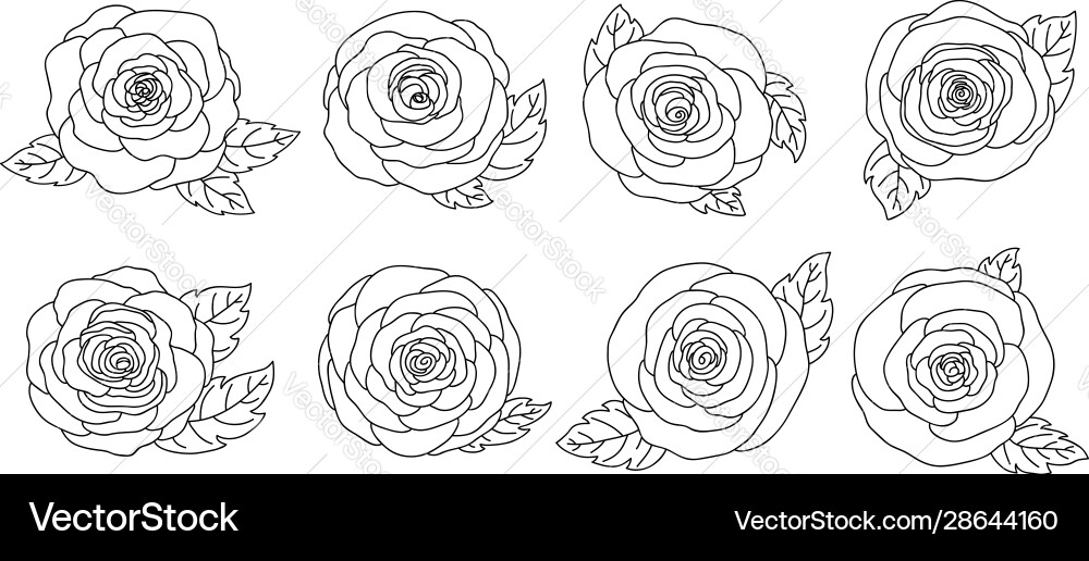 Rose flowers design isolated on white background Vector Image