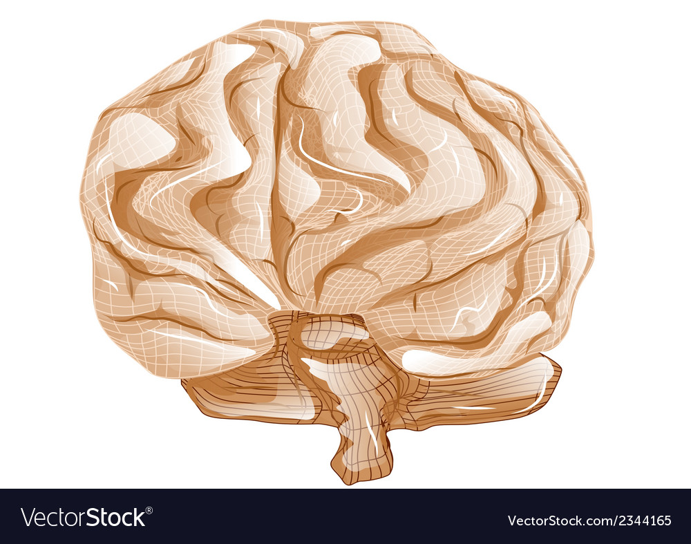 Brain Royalty Free Vector Image - VectorStock