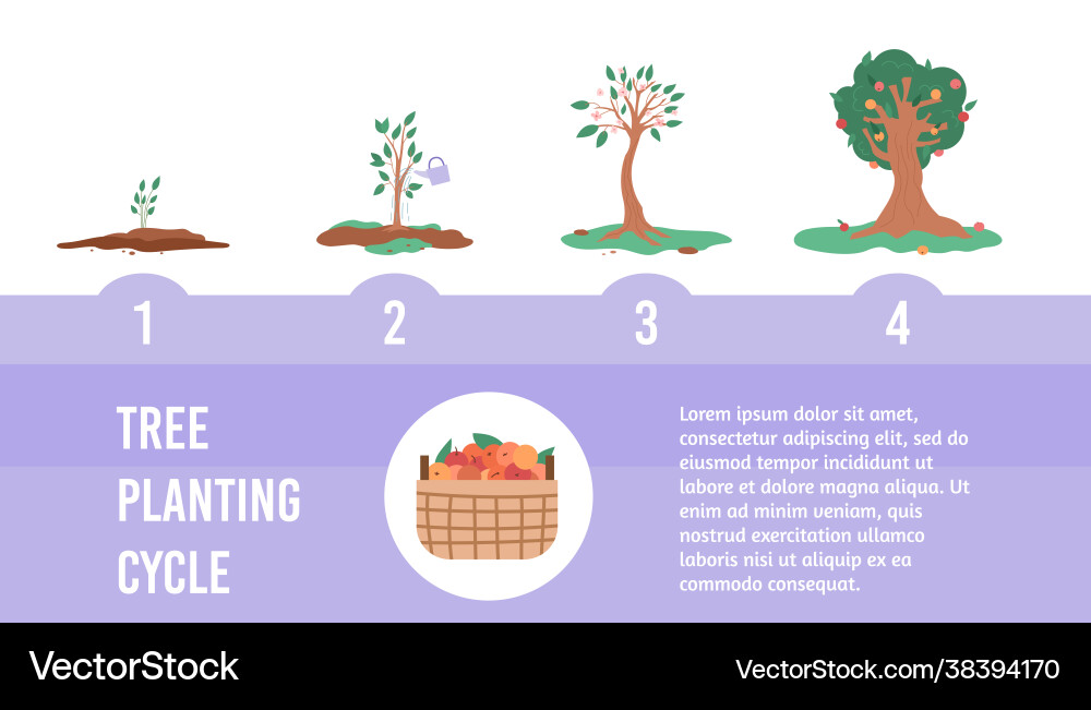 Banner with cycle growth apple tree from green Vector Image