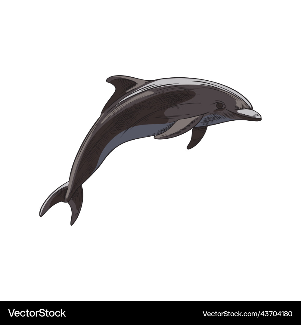Hand drawn colorful dolphin sketch style Vector Image