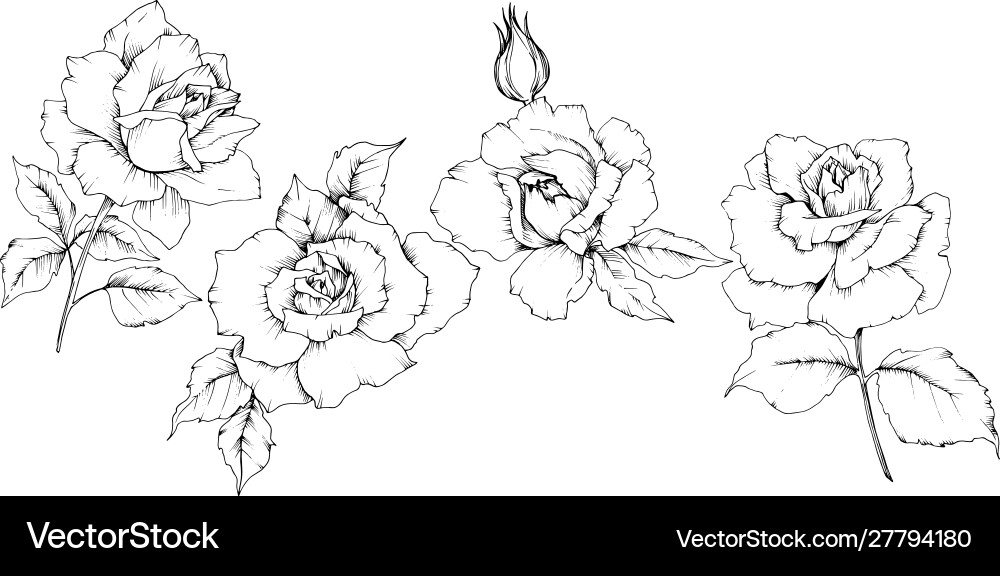 Rose flower in a style isolated Royalty Free Vector Image