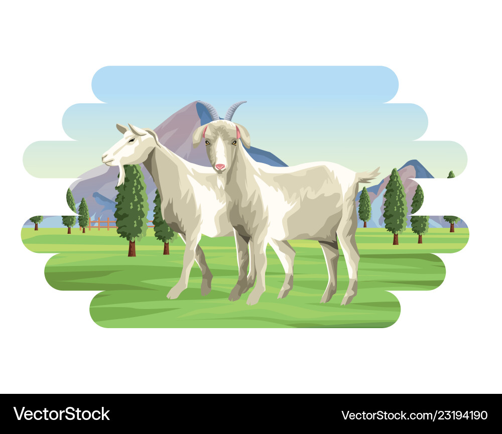 Goats farm animal Royalty Free Vector Image - VectorStock