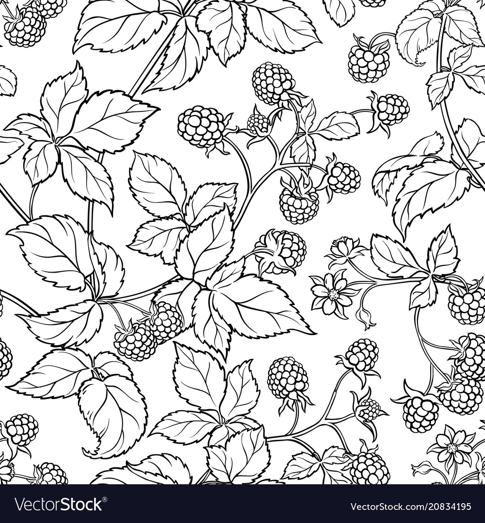 Raspberry seamless pattern Royalty Free Vector Image
