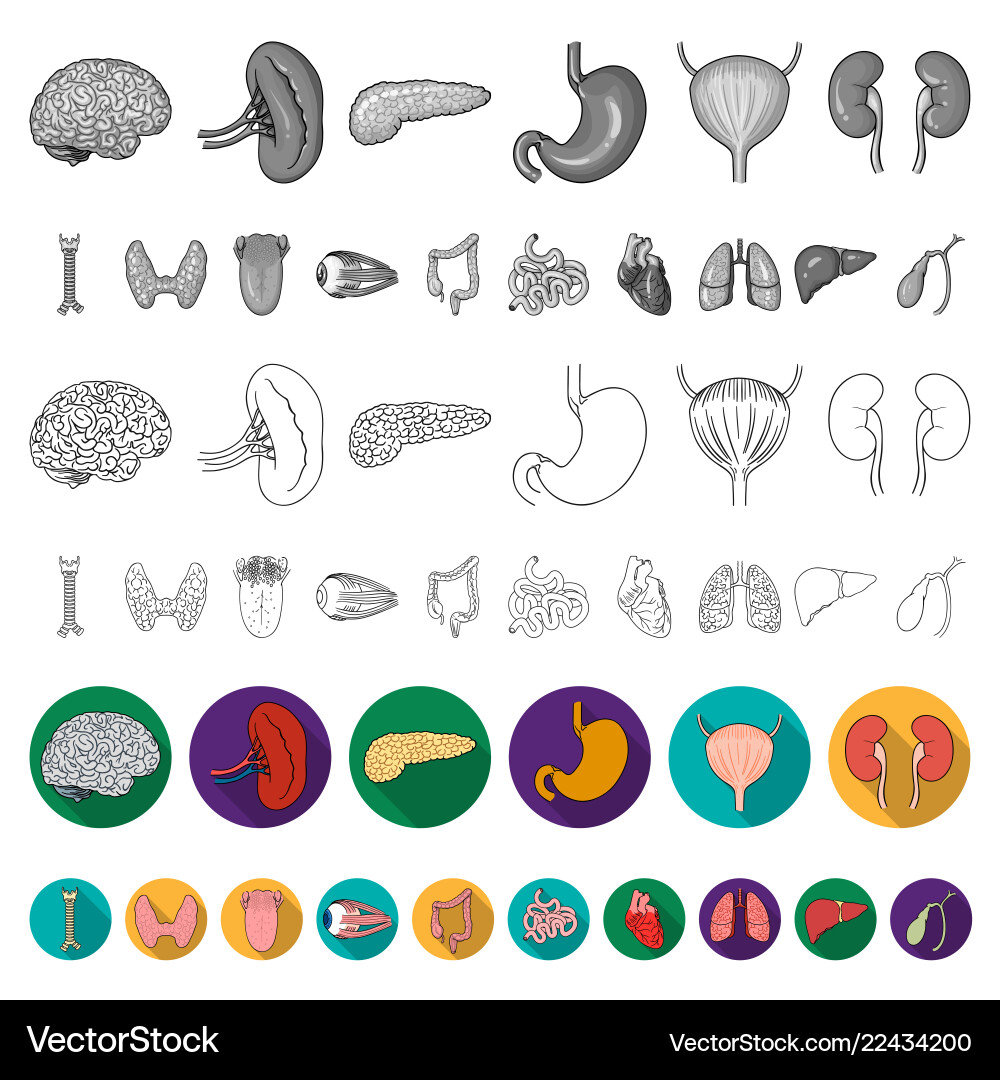 Human organs flat icons in set collection Vector Image
