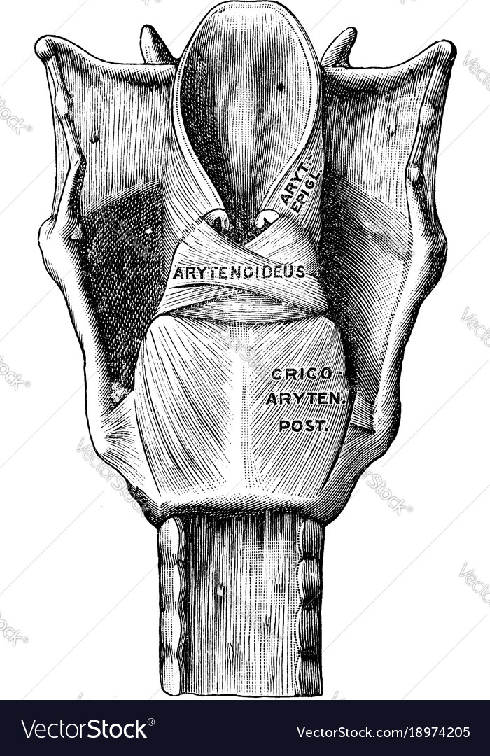 Back view of the muscles larynx vintage Royalty Free Vector