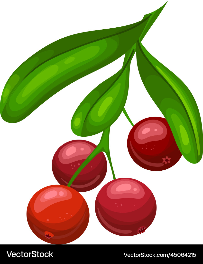 Cranberry berry cartoon Royalty Free Vector Image