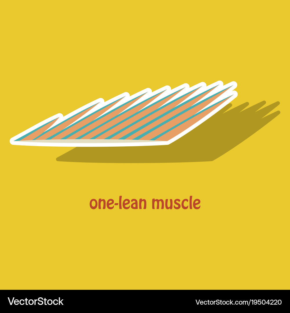 Sticker structure skeletal muscle anatomy Vector Image