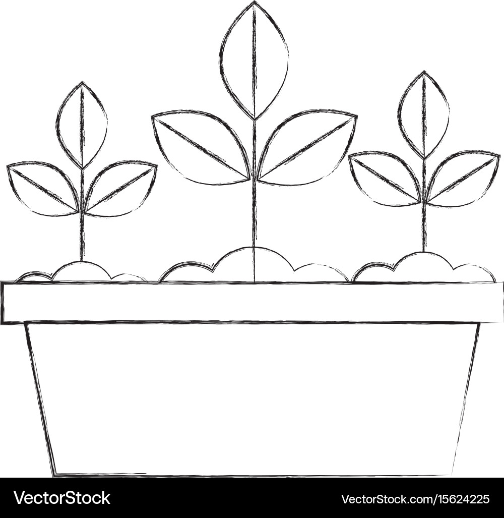 Cultivated plant in pot Royalty Free Vector Image