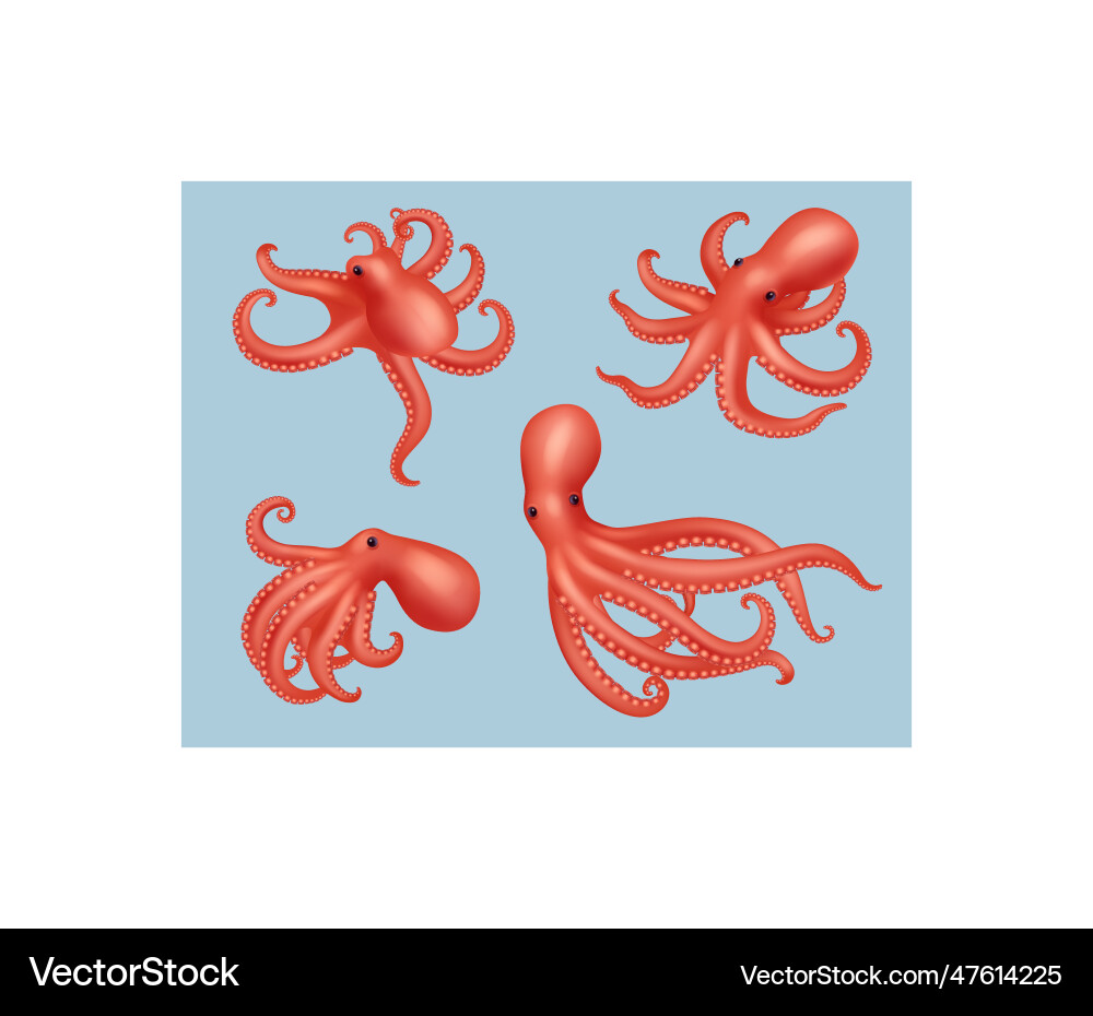 Octopus realistic marine creature animal squid Vector Image