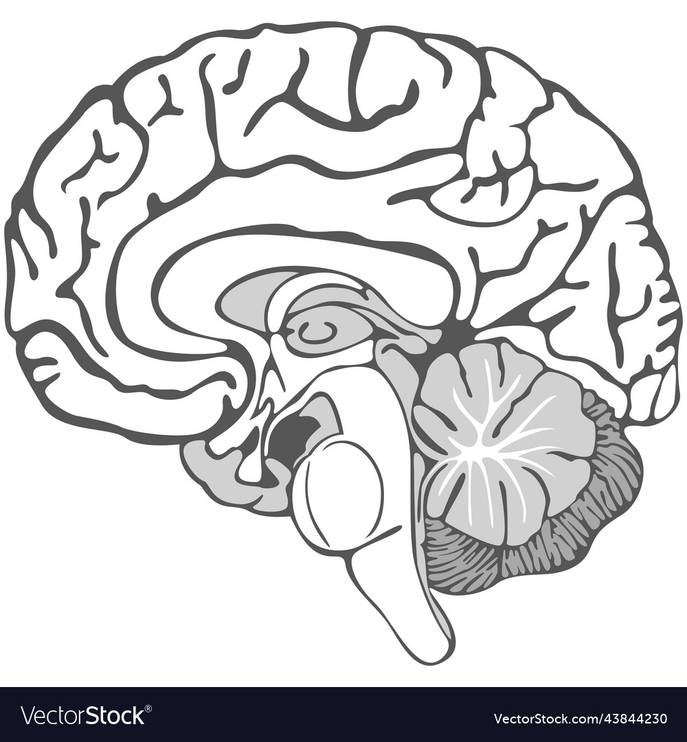 Brain Diagram Unlabeled