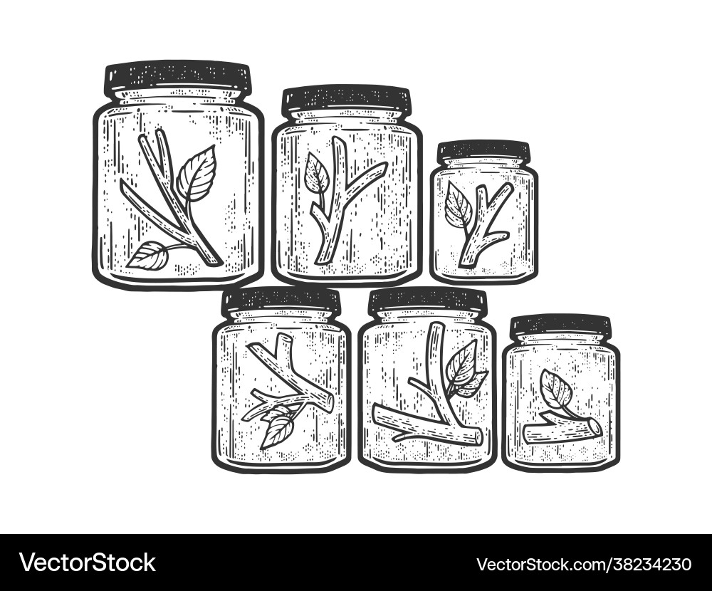 Tree in glass jars line art sketch Royalty Free Vector Image