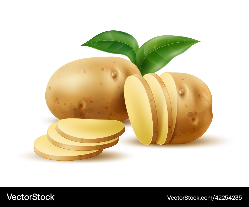 Realistic potato with green leaf raw whole Vector Image