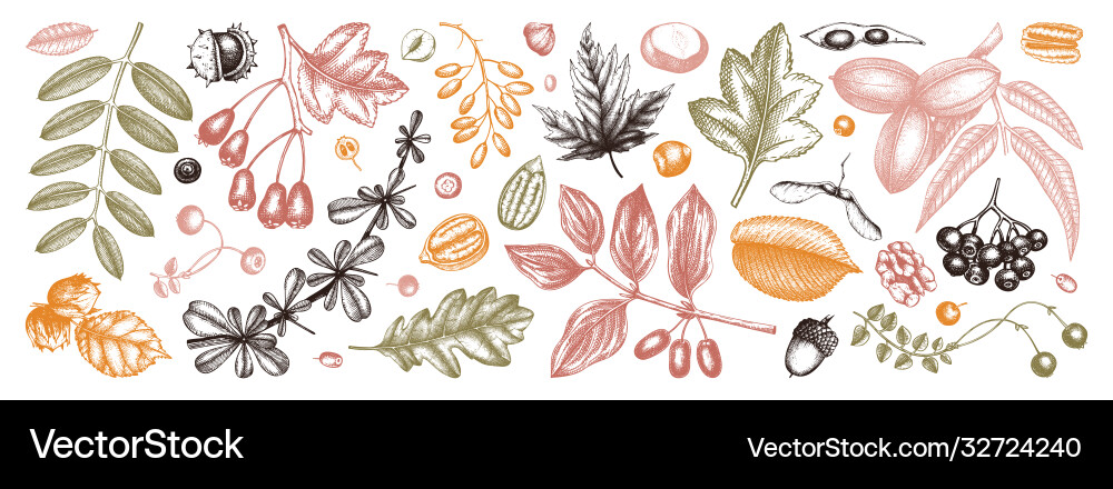 Autumn botanical set collection hand sketched Vector Image