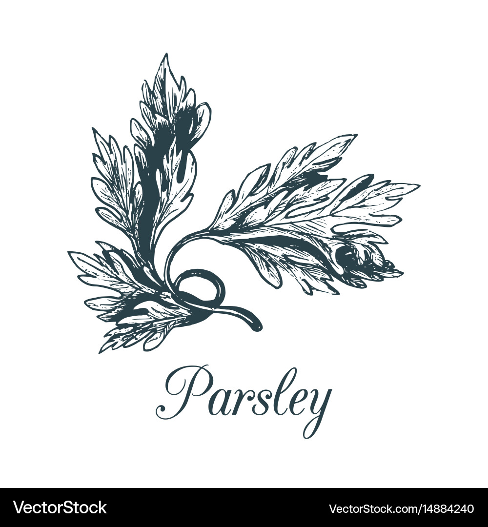 Parsley hand drawn sketch Royalty Free Vector Image